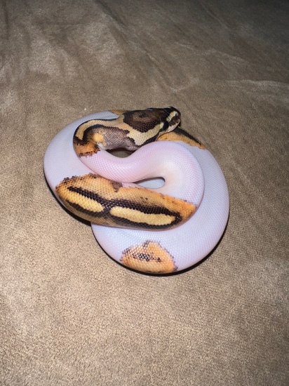 Fire Pied Ball Python by Project Exotics
