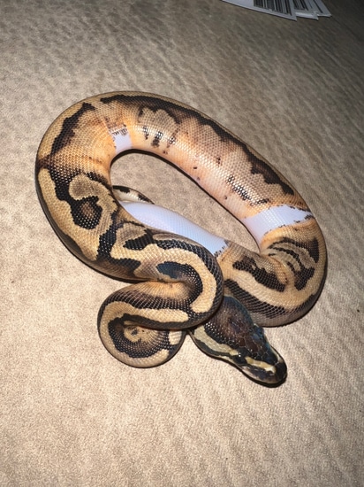 Leopard Pastel Pied Ball Python by Project Exotics