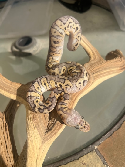 Killer Clown Ball Python by Project Exotics