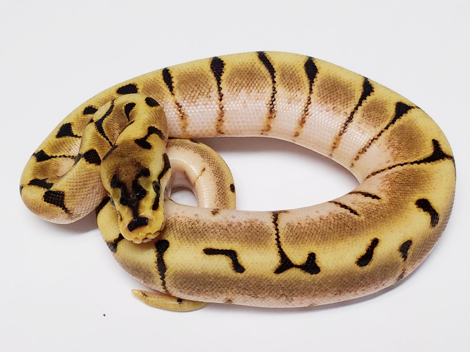 Enchi Spider Yellow Belly Ball Python by 1st Class Pythons - MorphMarket