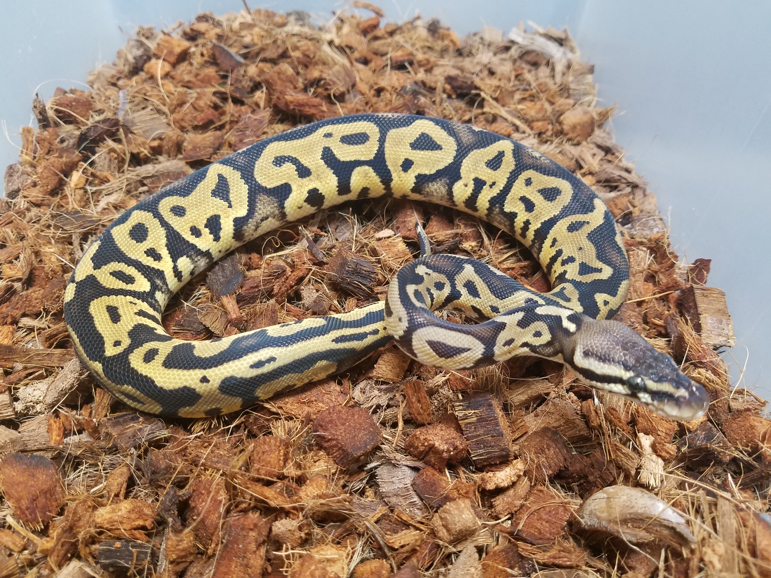 Leopard Pastel Ball Python by 1st Class Pythons - MorphMarket