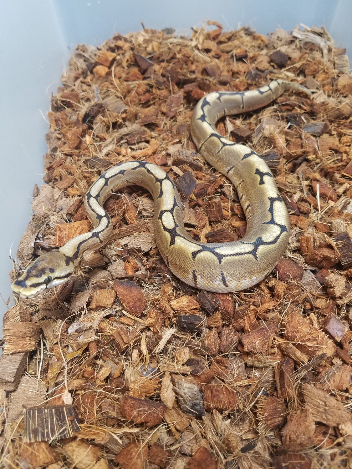 Enchi Spider Ball Python by 1st Class Pythons - MorphMarket