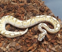 Pair Gargoyle/Pastel Gargoyle Dbl Het Clown/gstripe 66% Het Pied Ball ...