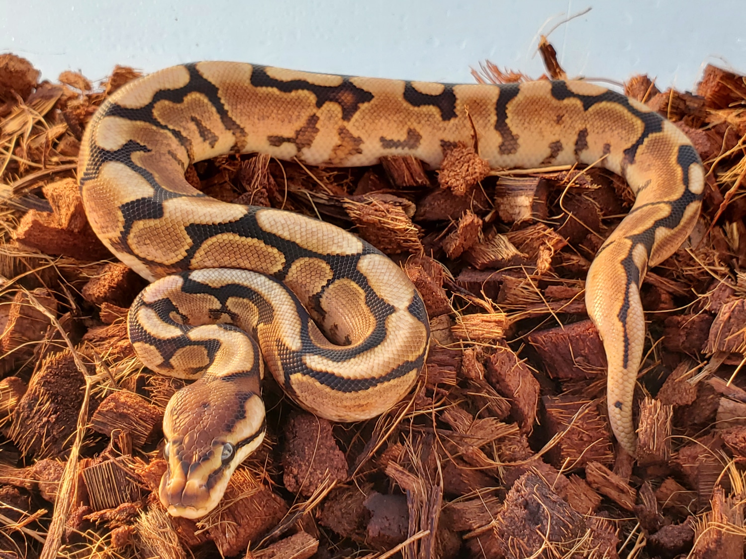 Cinnamon Enchi Spider + Ball Python by 1st Class Pythons - MorphMarket