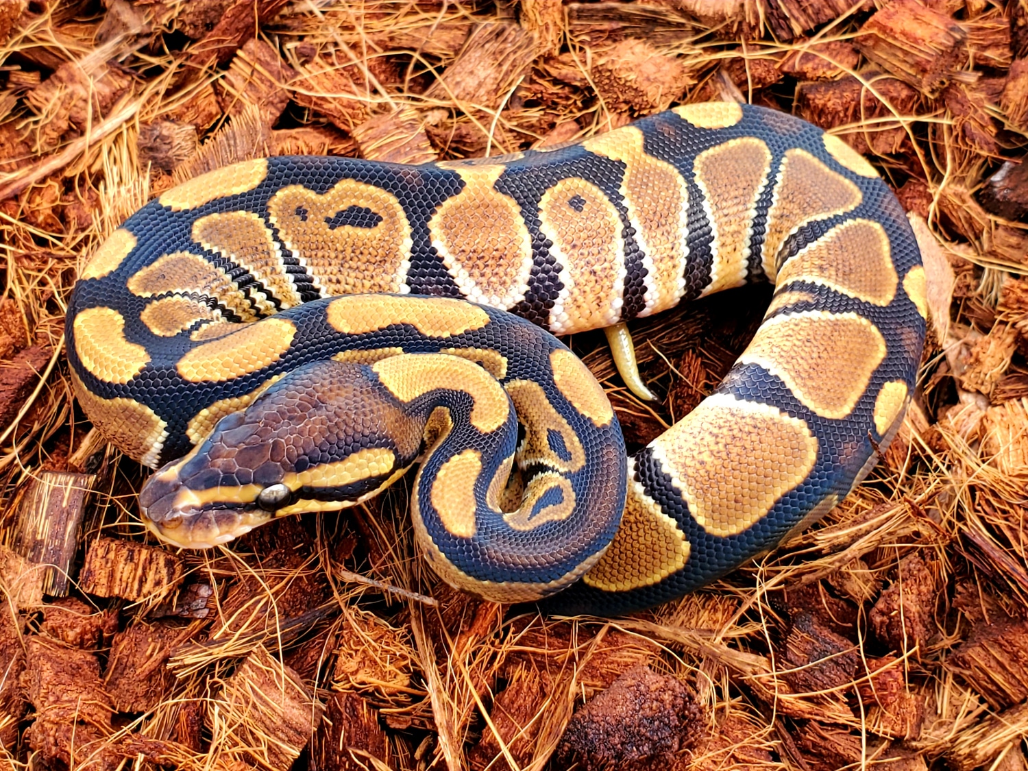 Normal 50% Het Clown Ball Python by 1st Class Pythons - MorphMarket