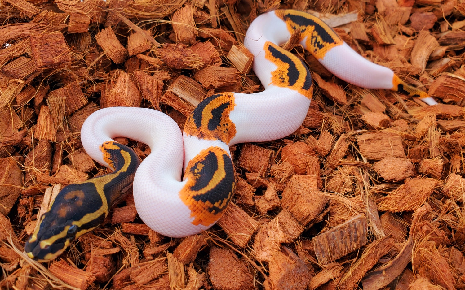 Yellow Belly Pied Ball Python by 1st Class Pythons - MorphMarket