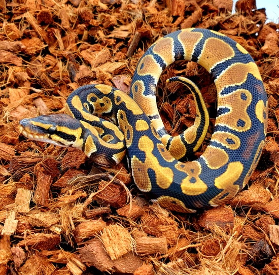 Normal 100% Het Clown 100% Het Ghost Ball Python by 1st Class Pythons