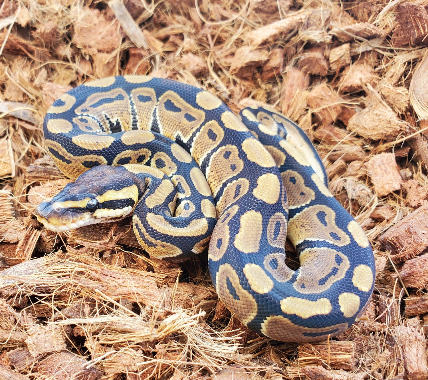 Normal 100% Het Clown Ball Python by 1st Class Pythons - MorphMarket