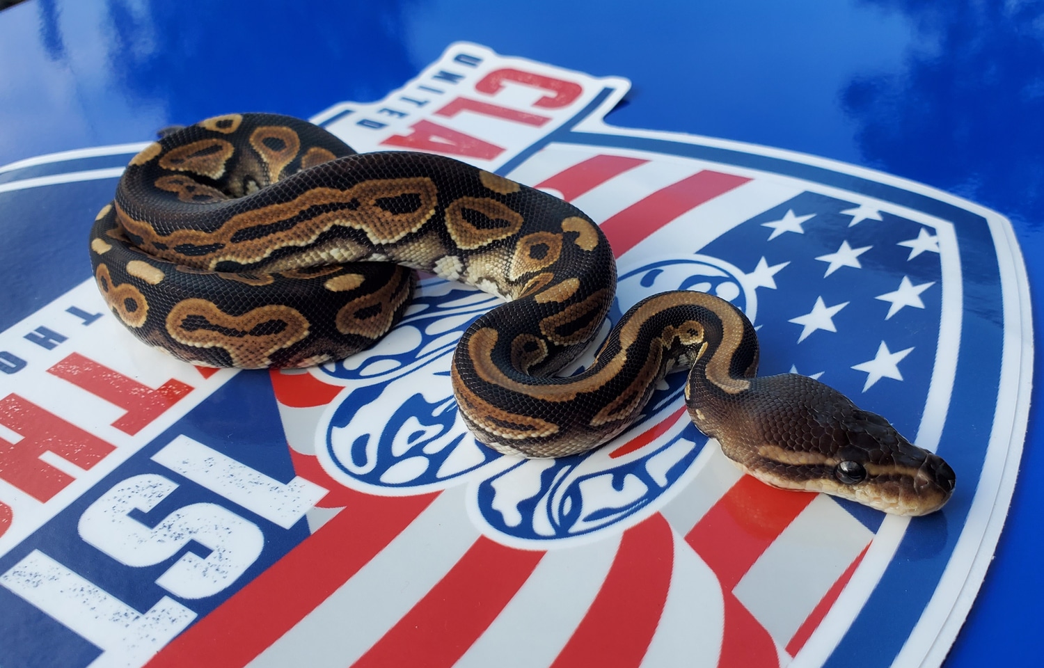 Cinnamon 100% Het Ghost Ball Python by 1st Class Pythons - MorphMarket