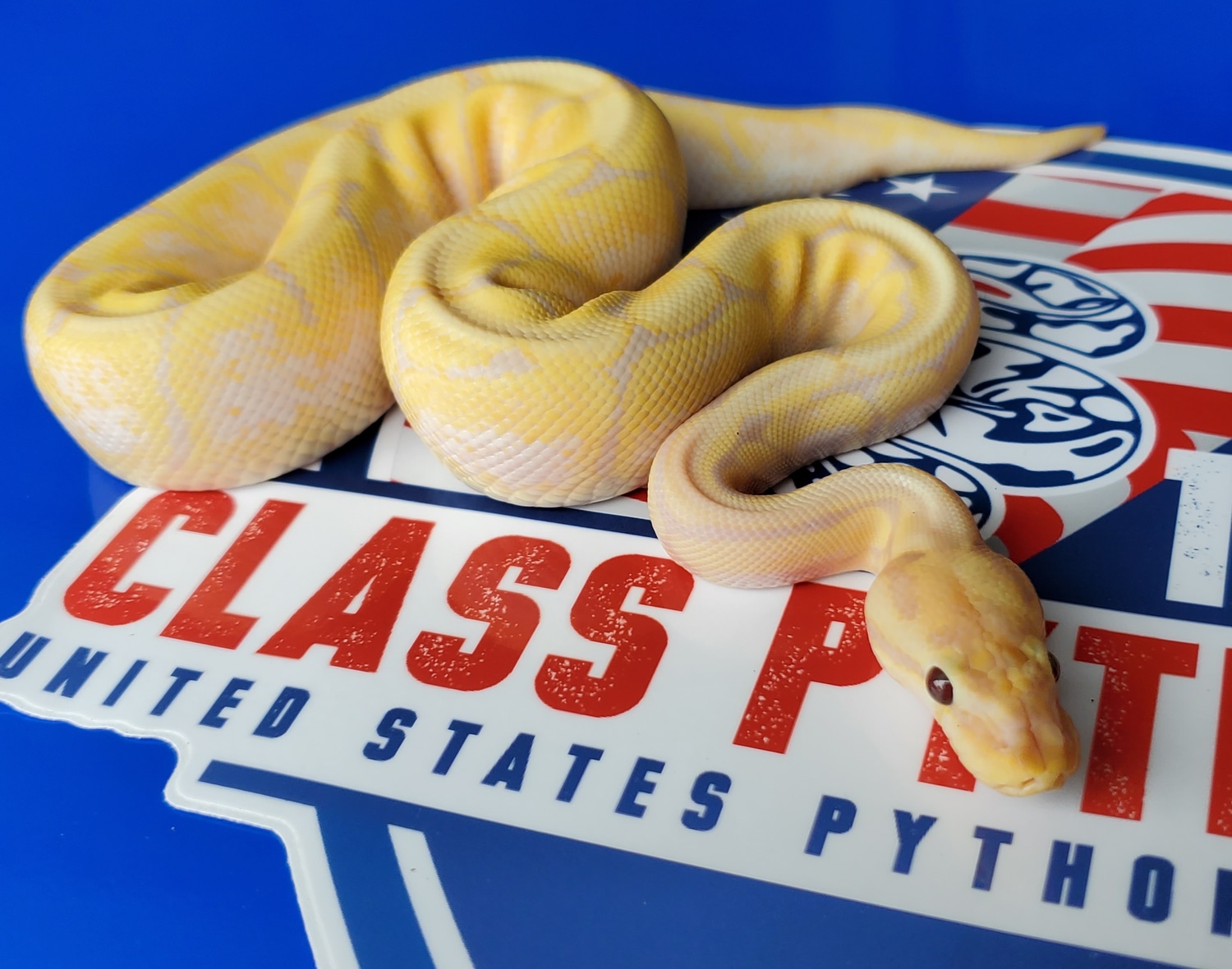 Super Banana Spider Ball Python by 1st Class Pythons - MorphMarket