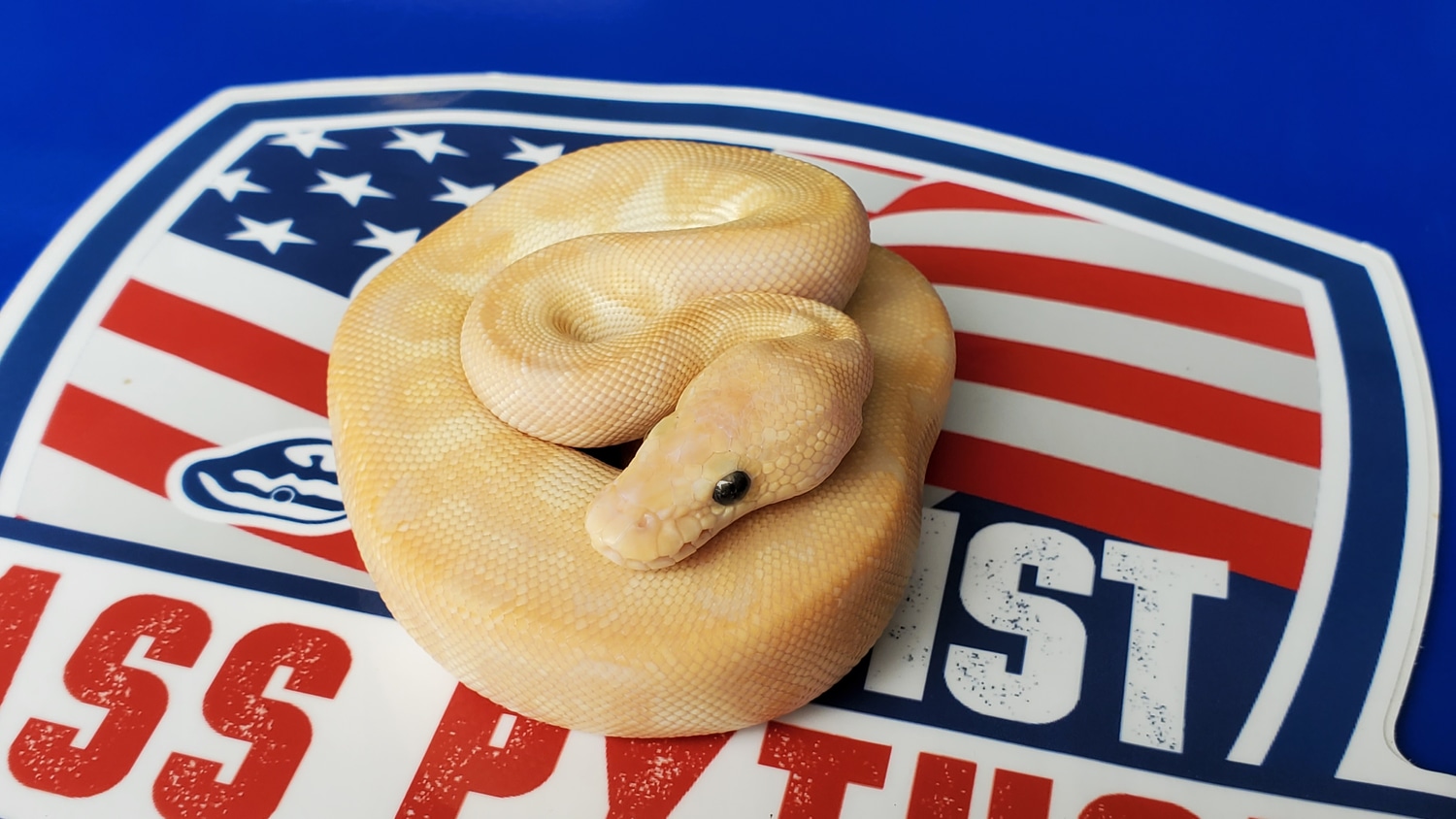 Super Special Ball Python by 1st Class Pythons - MorphMarket