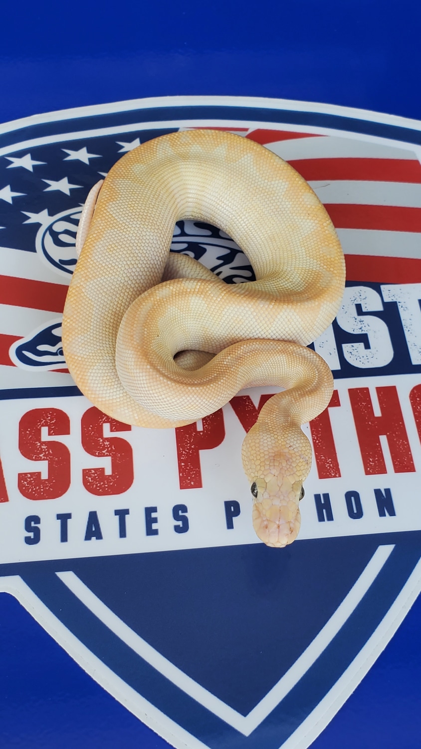 Super Special Pos Calico Ball Python by 1st Class Pythons - MorphMarket