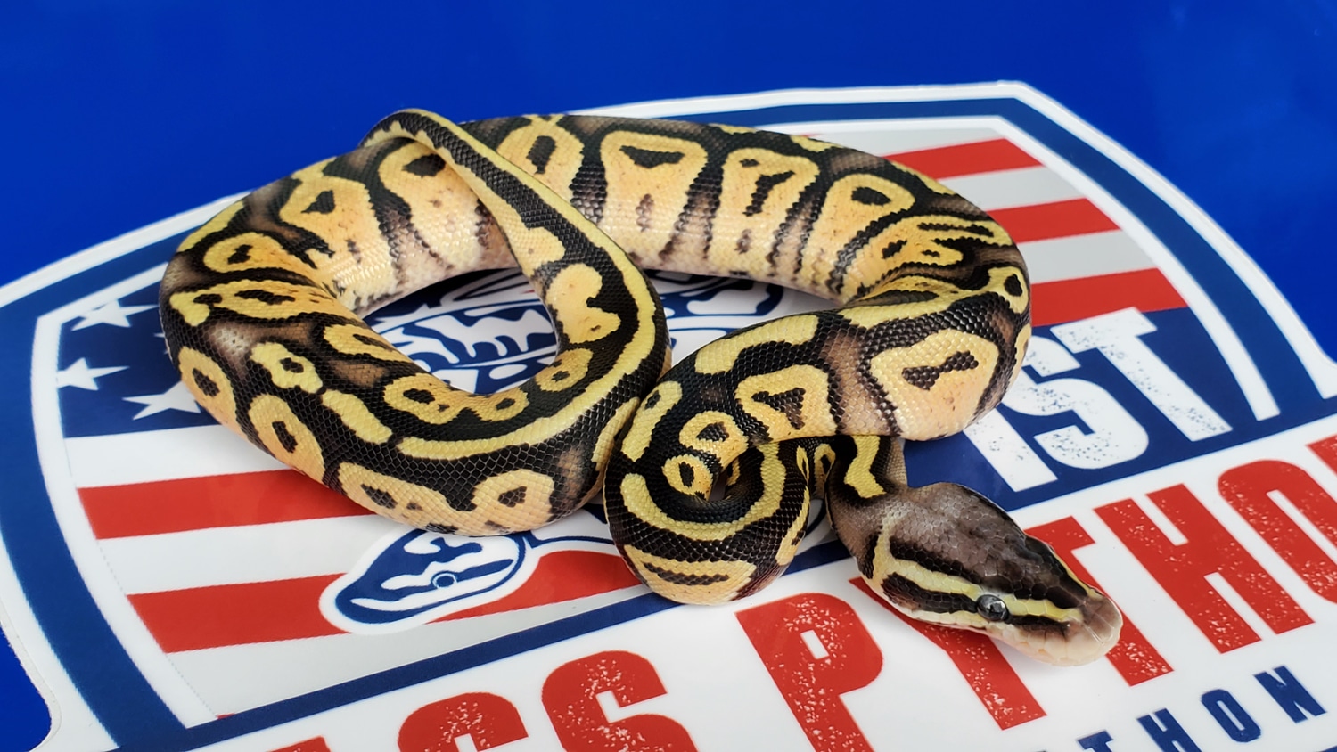 Super Pastel Yellow Belly Dbl Het Albino/pied Ball Python by 1st Class ...