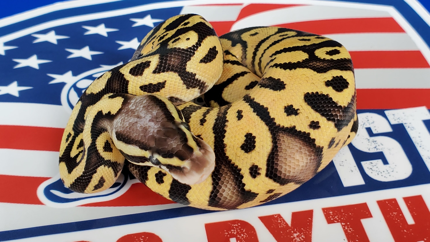 Mota Pastel 100% Het Desert Ghost Ball Python by 1st Class Pythons ...
