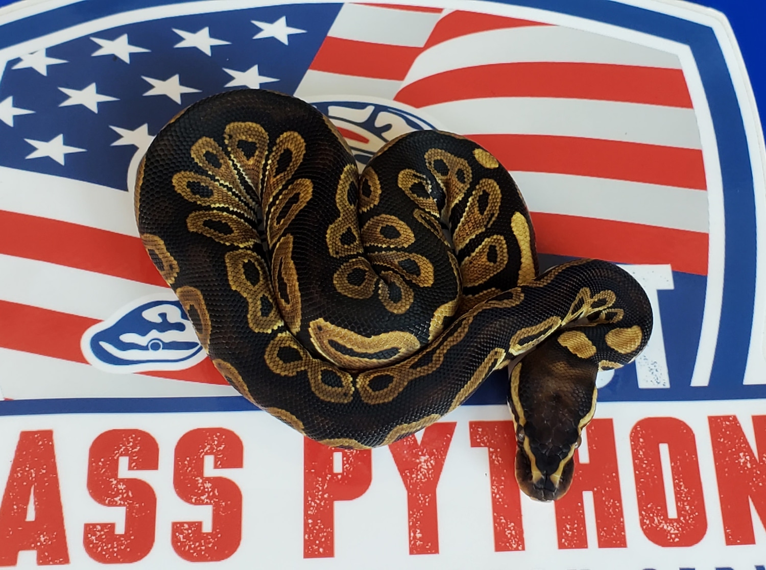 Gorilla Is Here New Gene Understanding Ball Pythons Morphmarket Reptile Community