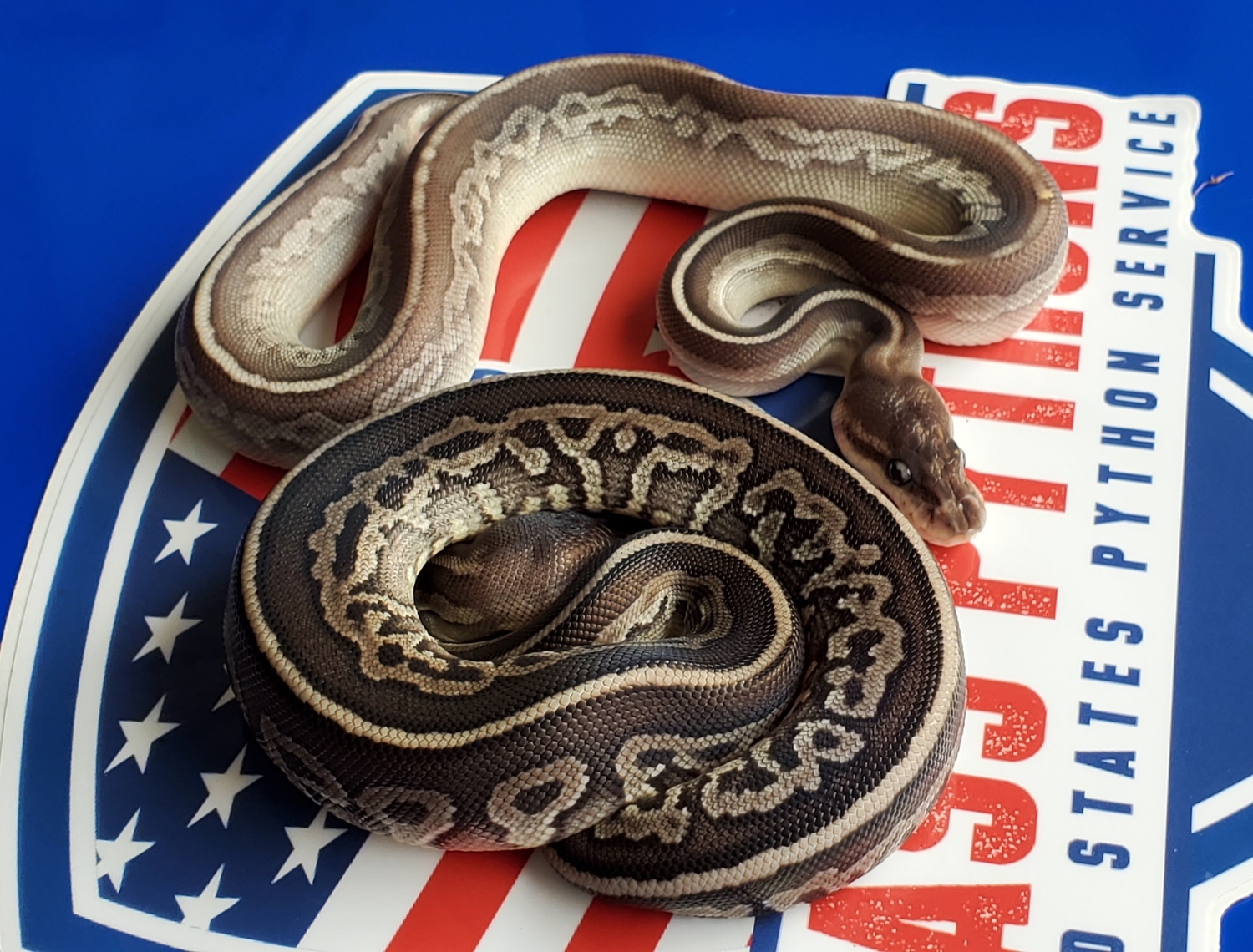 Pair Gargoyle/Pastel Gargoyle Dbl Het Clown/gstripe 66% Het Pied Ball ...