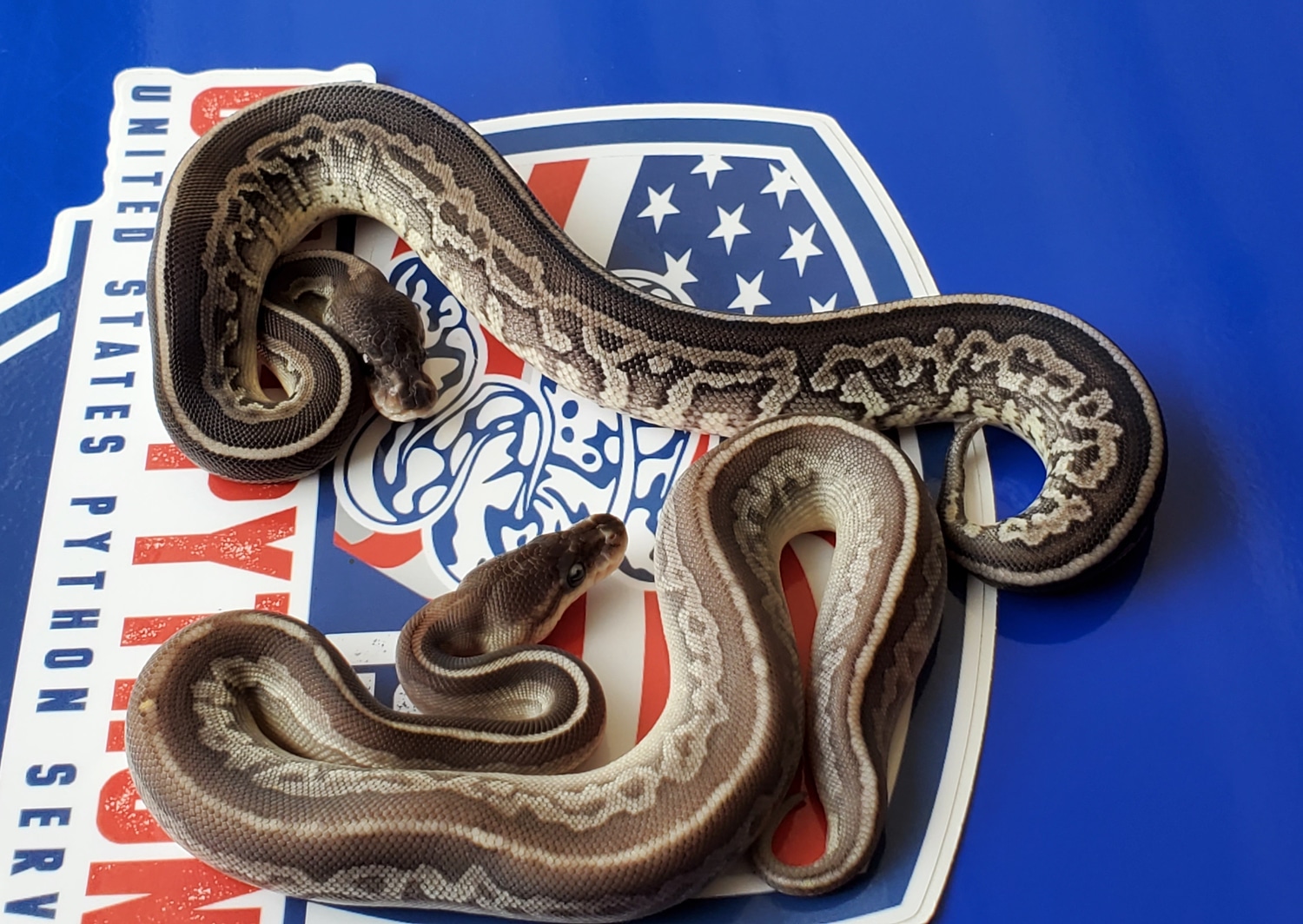 Pair Gargoyle/Pastel Gargoyle Dbl Het Clown/gstripe 66% Het Pied Ball ...