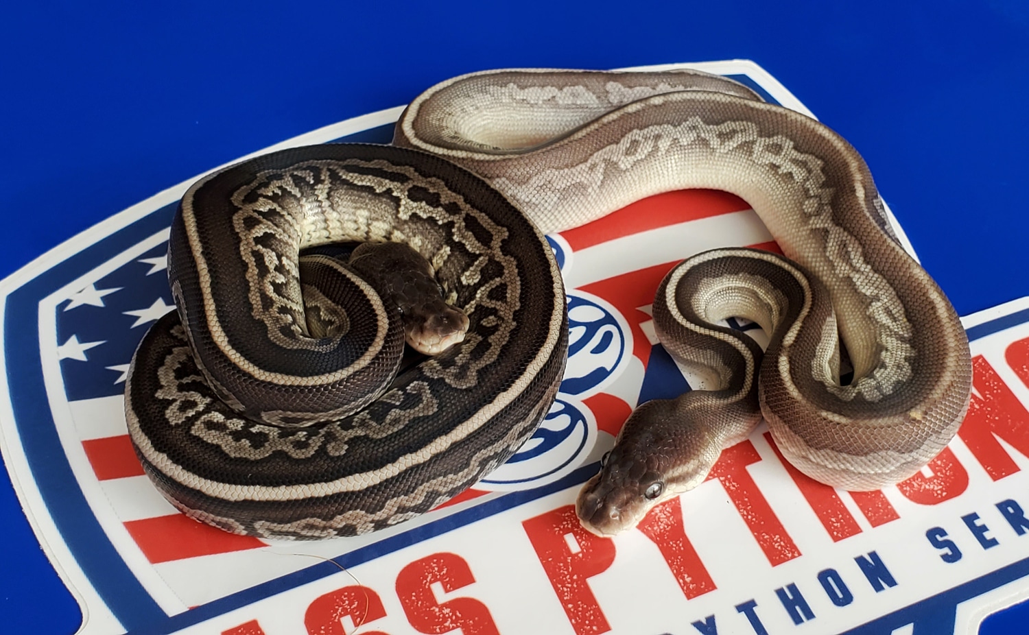 Pair Gargoyle/Pastel Gargoyle Dbl Het Clown/gstripe 66% Het Pied Ball ...