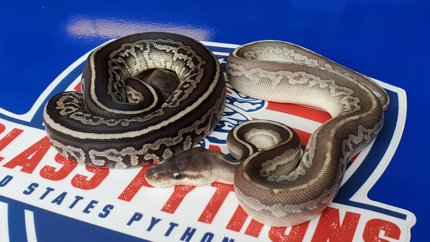 Pair Gargoyle/Pastel Gargoyle Dbl Het Clown/gstripe 66% Het Pied Ball ...