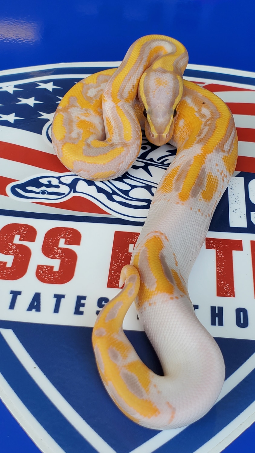 Banana Pied Het Hypo Ball Python by 1st Class Pythons - MorphMarket