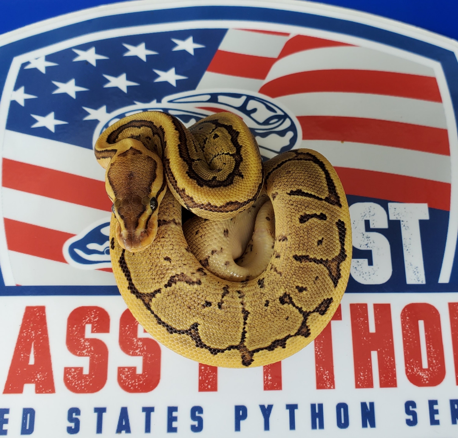 Lucifer Pinstripe Ball Python by 1st Class Pythons - MorphMarket