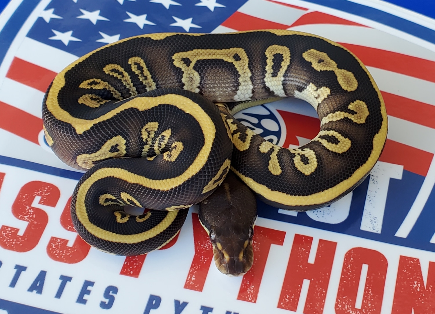 Black Head Mojave Leopard 100% Het Hypo Ball Python by 1st Class ...