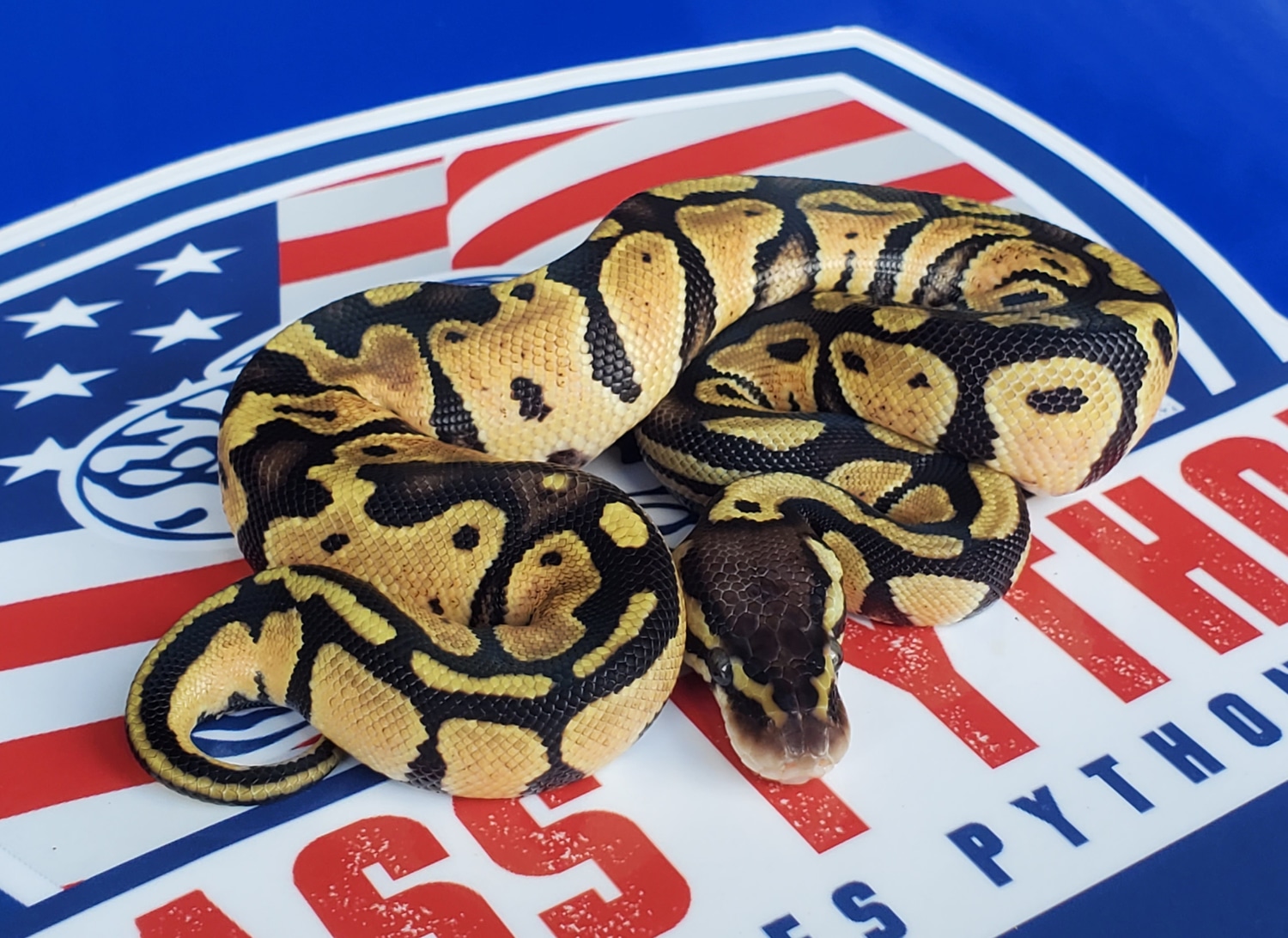 Jolliff Tiger Pastel 100% Het Jolliff Axanthic 50% Het Albino Ball ...