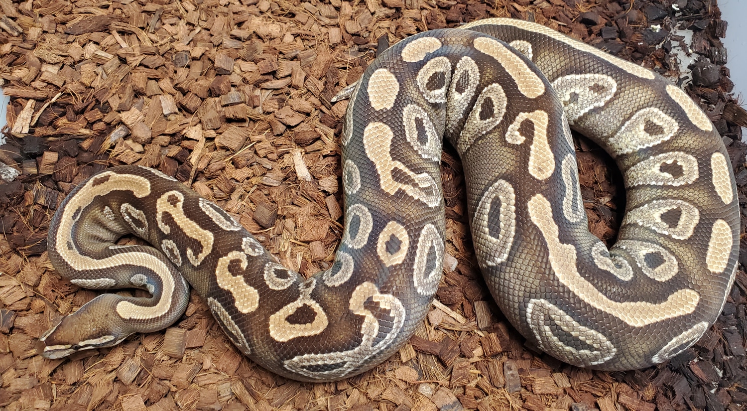 Mojave Ball Python by 1st Class Pythons - MorphMarket