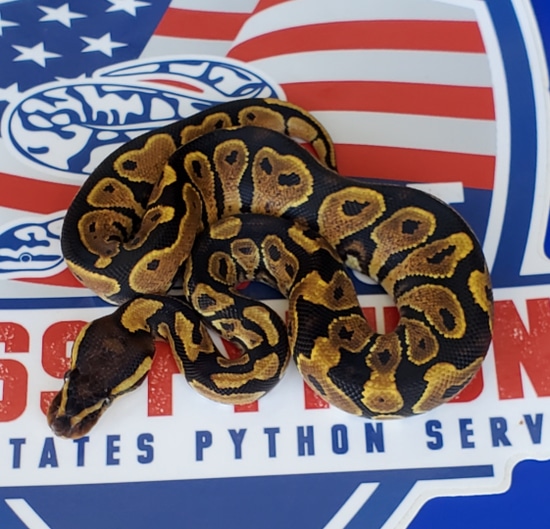 HRA Specter/Y.B Ball Python by 1st Class Pythons