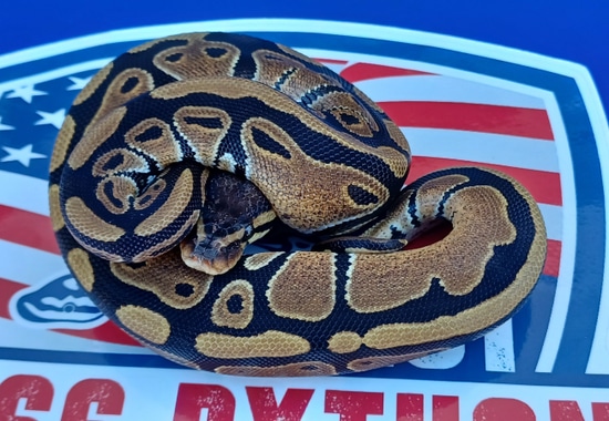 Jolliff Tiger Het Jolliff Axanthic Het Genetic Stripe 50% Albino Ball ...