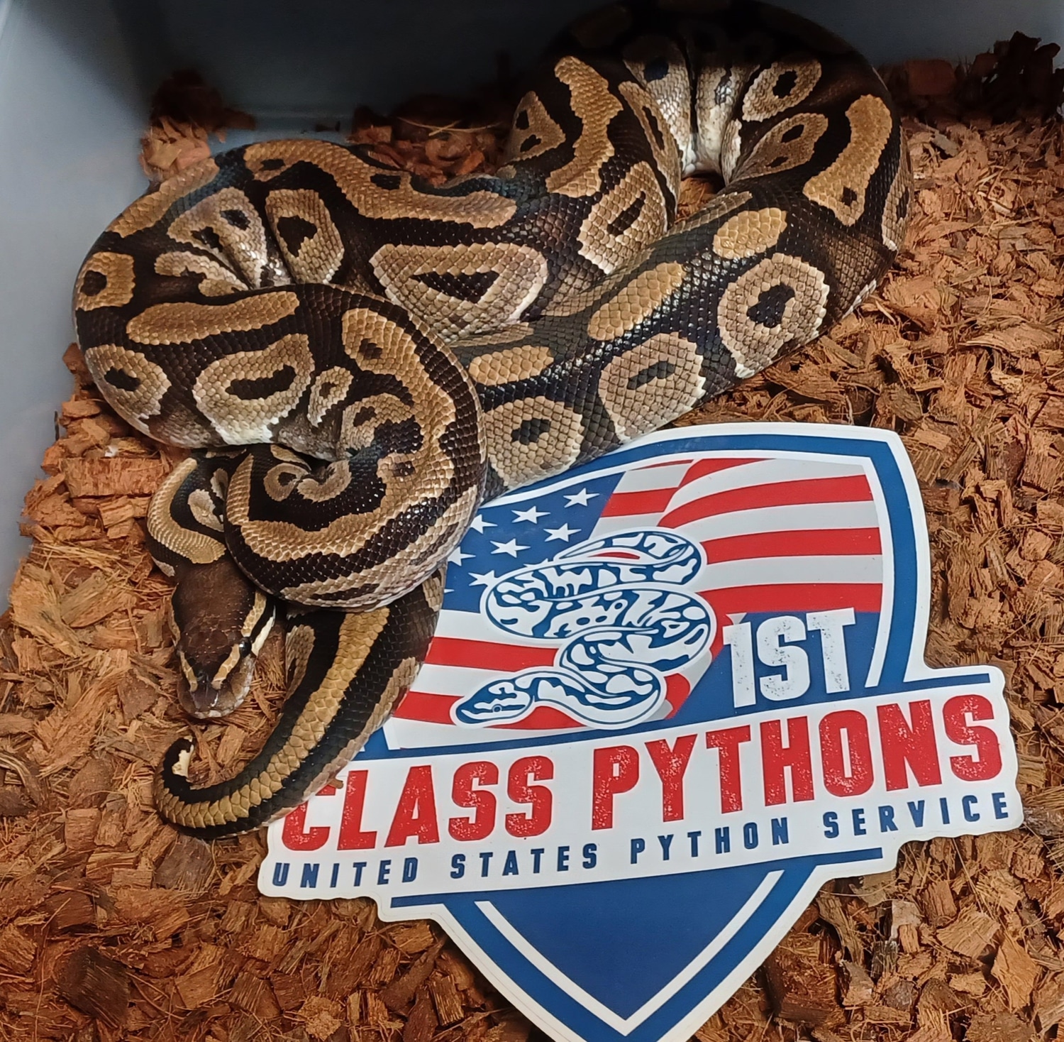 Mystic Ball Python by 1st Class Pythons - MorphMarket