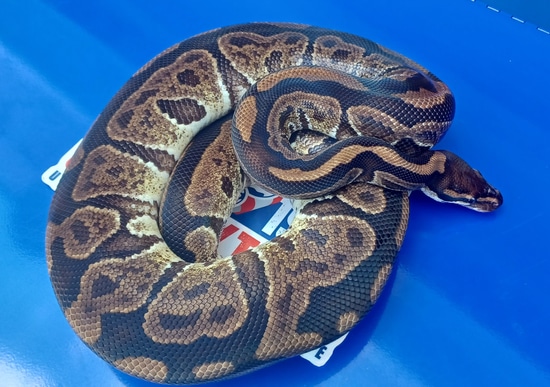 Sable Ball Python by 1st Class Pythons