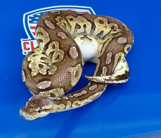 Mota Cinnamon Pastel Ball Python by 1st Class Pythons