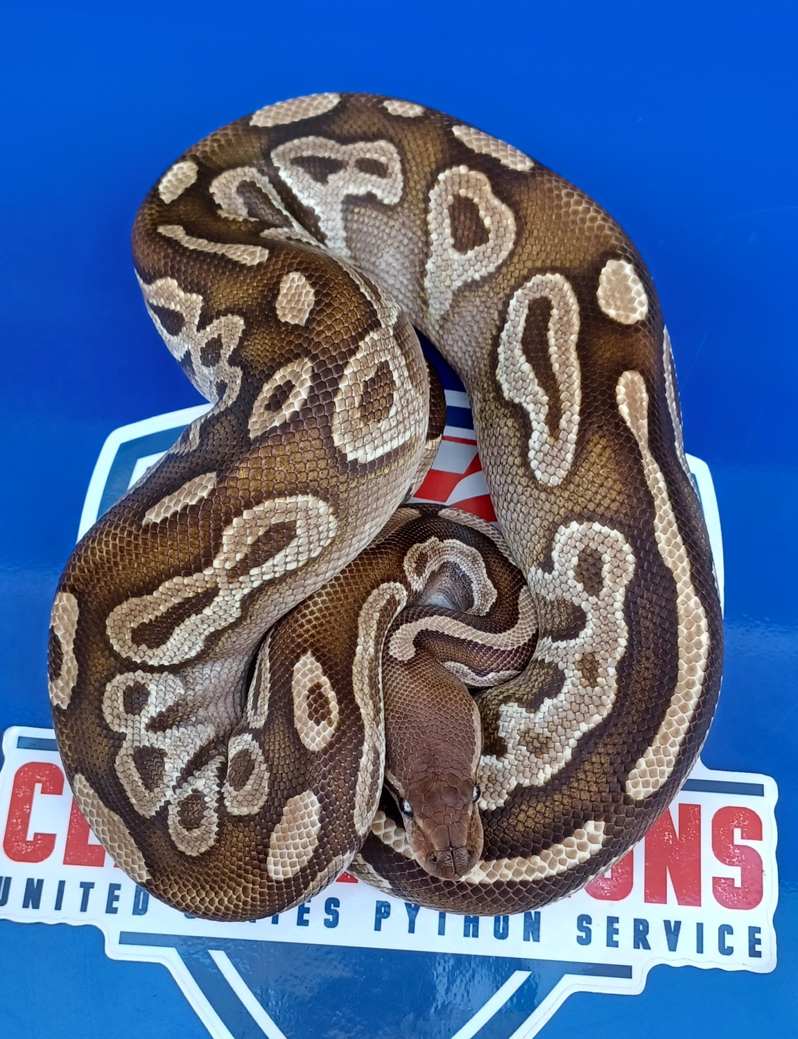 Mojave Cinnamon Ball Python by 1st Class Pythons - MorphMarket