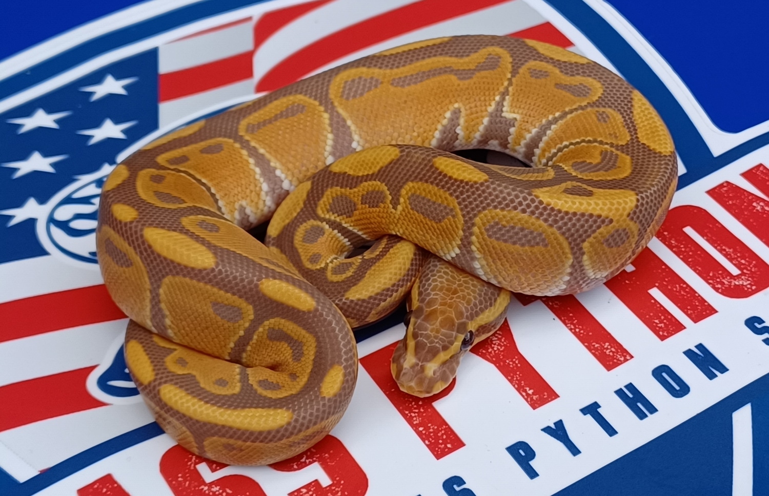 Ultramel Ball Python by 1st Class Pythons - MorphMarket