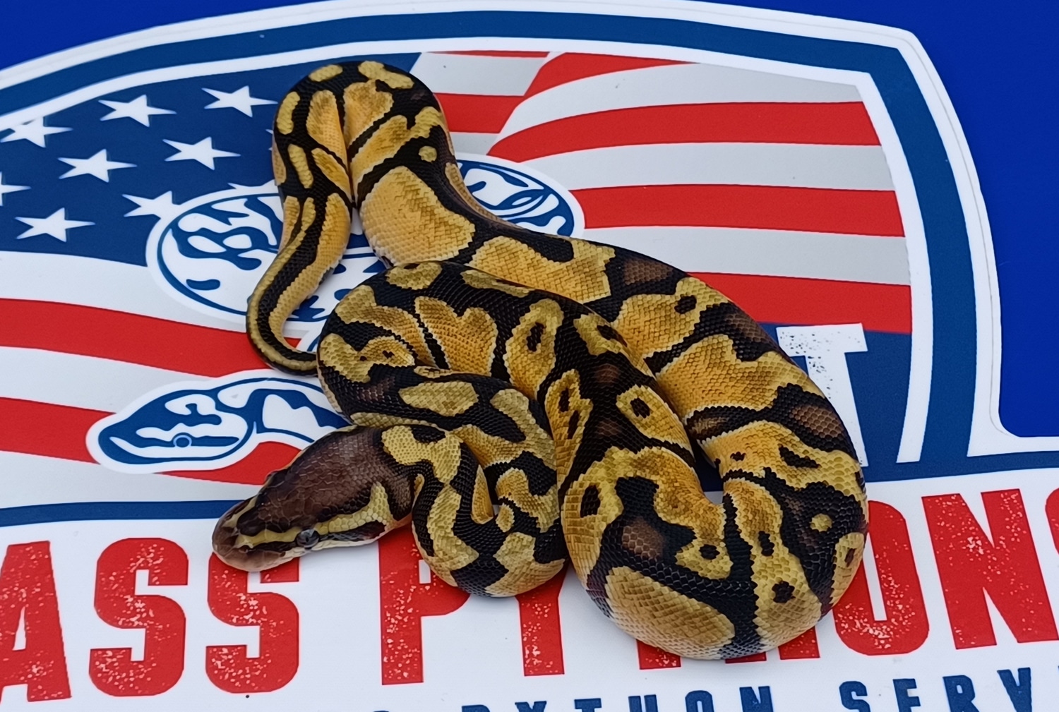 Jolliff Super Tiger Pastel 66%clown 66%Jolliff Axanthic Ball Python by ...