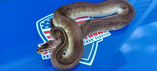 Calico Black Pewter Proven Breeder Ball Python by 1st Class Pythons