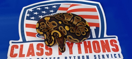HRA YB/Specter 100% Het Gstripe Ball Python by 1st Class Pythons