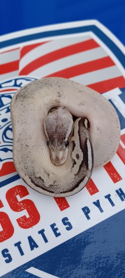 Mota Cinnamon Super Pastel 100% Het Pied 50% Het Hypo Ball Python by ...