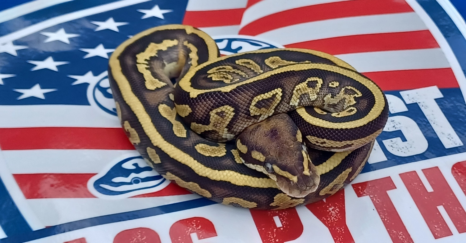 Cypress Leopard Yellow Belly Ball Python by 1st Class Pythons - MorphMarket