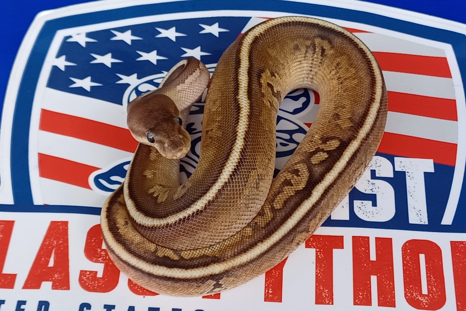 HGW Cinnamon Lucifer Ball Python by 1st Class Pythons - MorphMarket