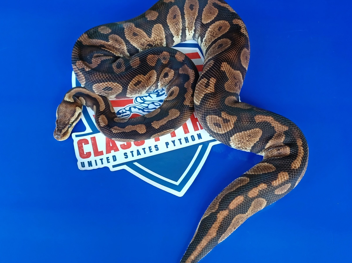 Chocolate Pastel Ball Python by 1st Class Pythons - MorphMarket