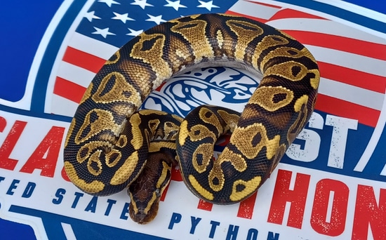 HRA YB/Specter 100% Het Gstripe Ball Python by 1st Class Pythons