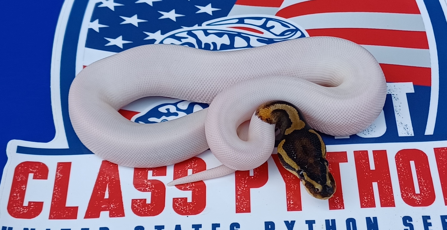 Pied Ball Python by 1st Class Pythons - MorphMarket