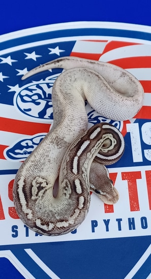 Mota Cinnamon Super Pastel 100% Het Pied 50% Het Hypo Ball Python by ...