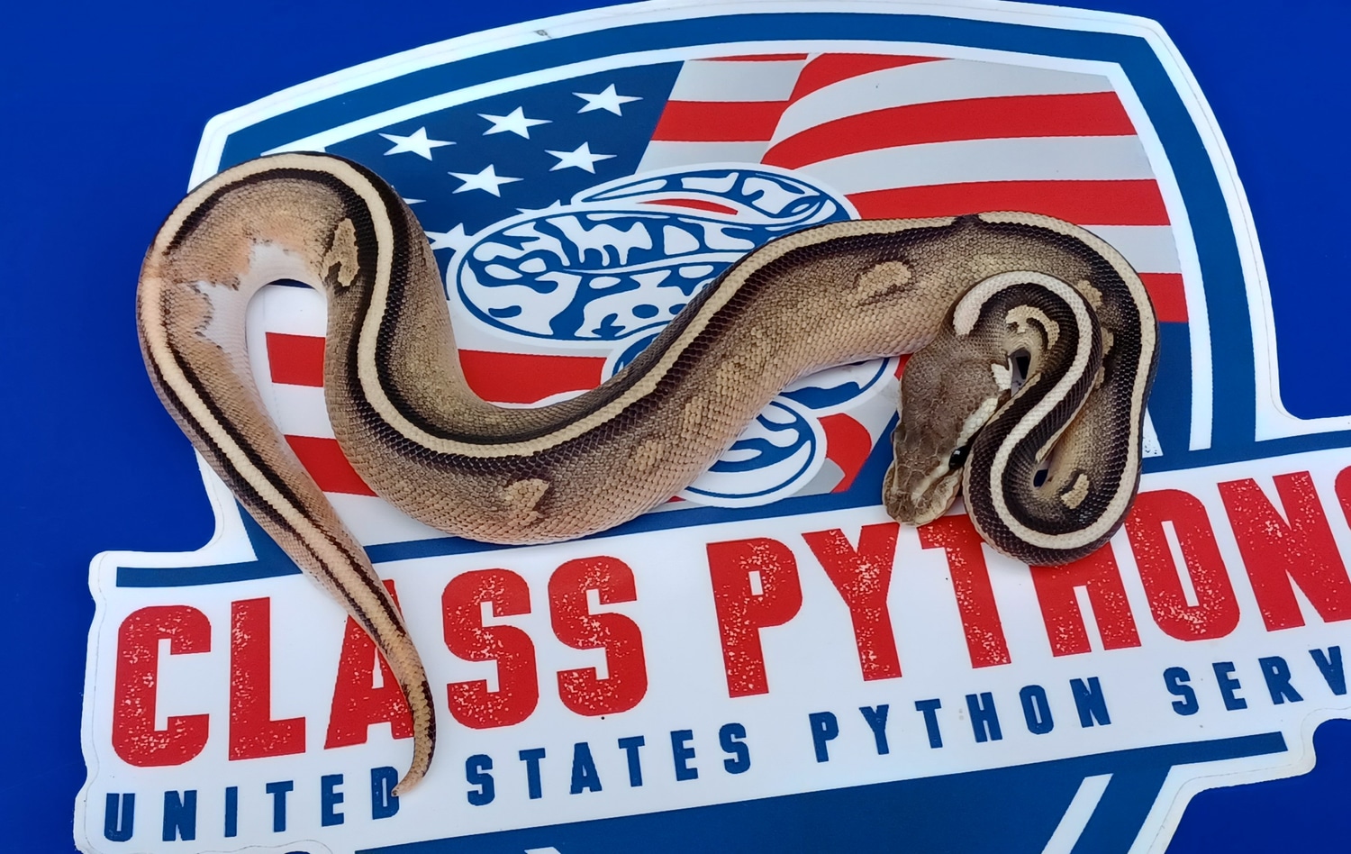 Mota Cinnamon Het Pied Pos Het Hypo Ball Python by 1st Class Pythons ...