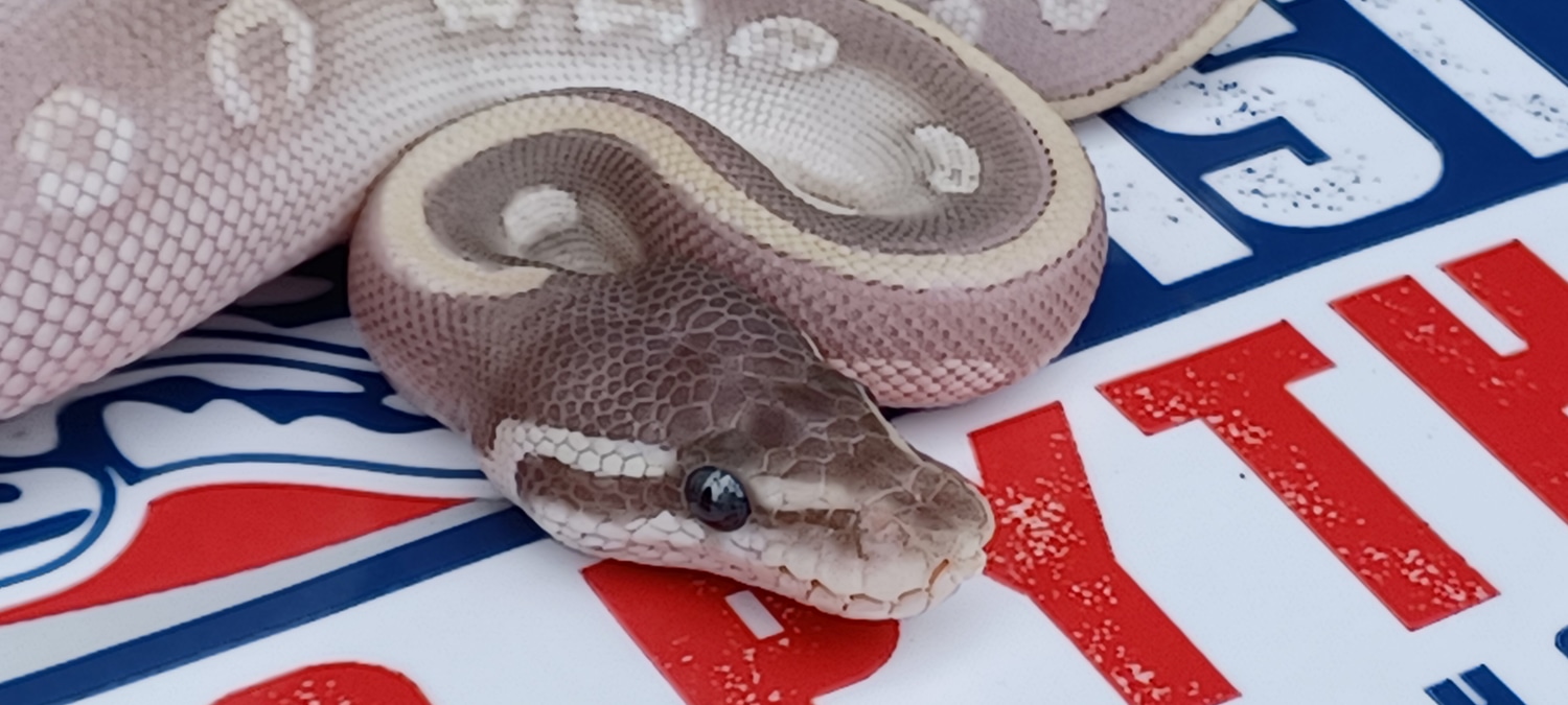 Purple Passion Ball Python by 1st Class Pythons - MorphMarket