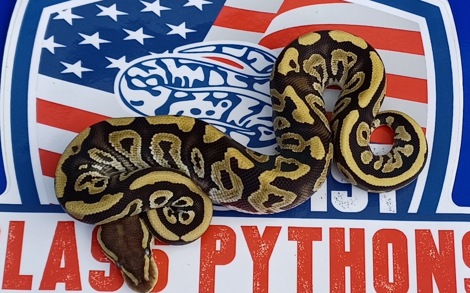 Mystic Lucifer Ball Python by 1st Class Pythons - MorphMarket