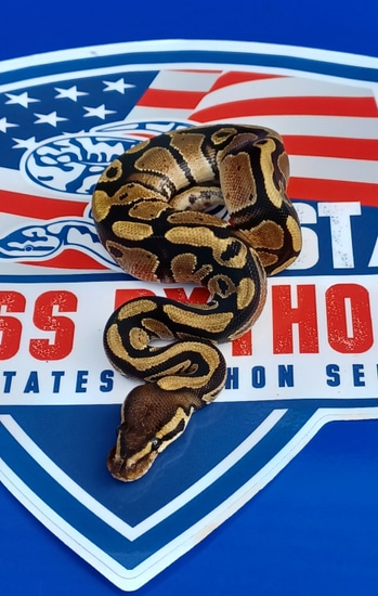 Y.B. Or Specter 100% Het Genetic Stripe Ball Python by 1st Class Pythons