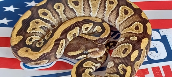 Vanilla Mojave 100% Het DG Ball Python by 1st Class Pythons